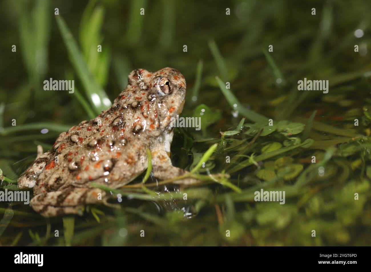 Cape Caco (Cacosternum capense Stock Photo - Alamy