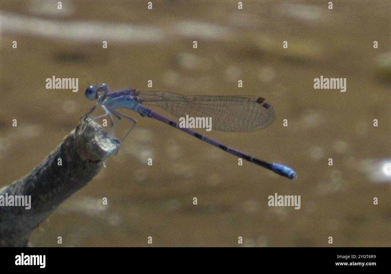 Variable dancer hi-res stock photography and images - Alamy