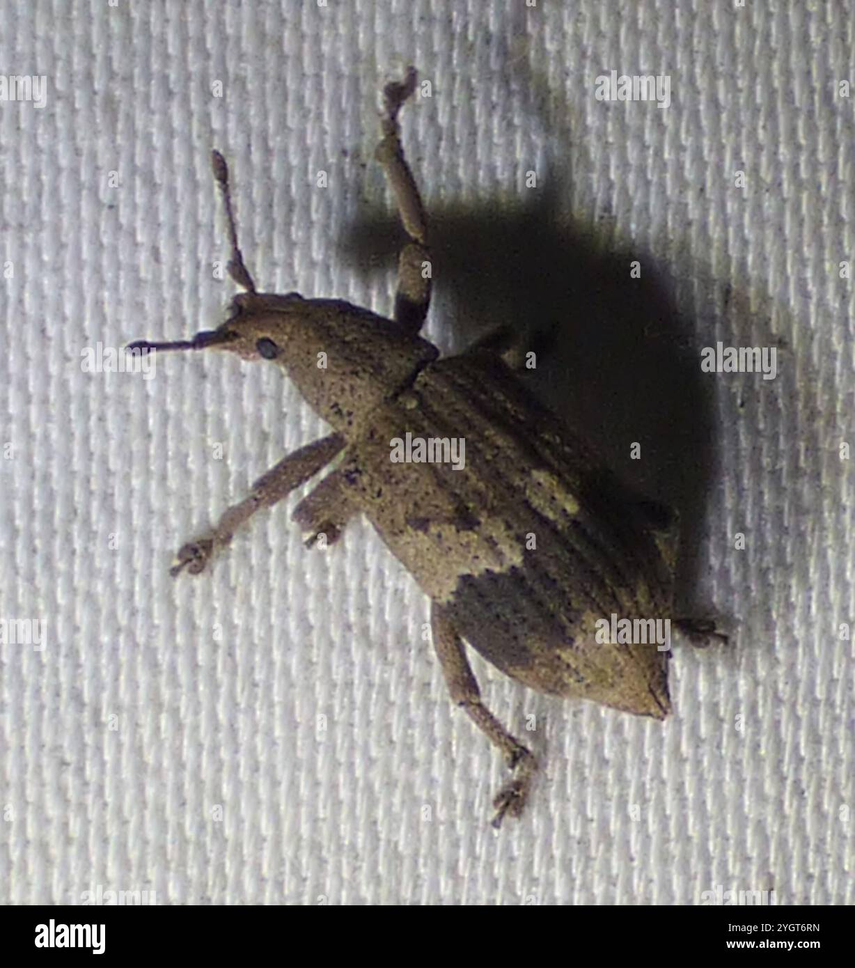 Broad-nosed Weevils (Entiminae Stock Photo - Alamy