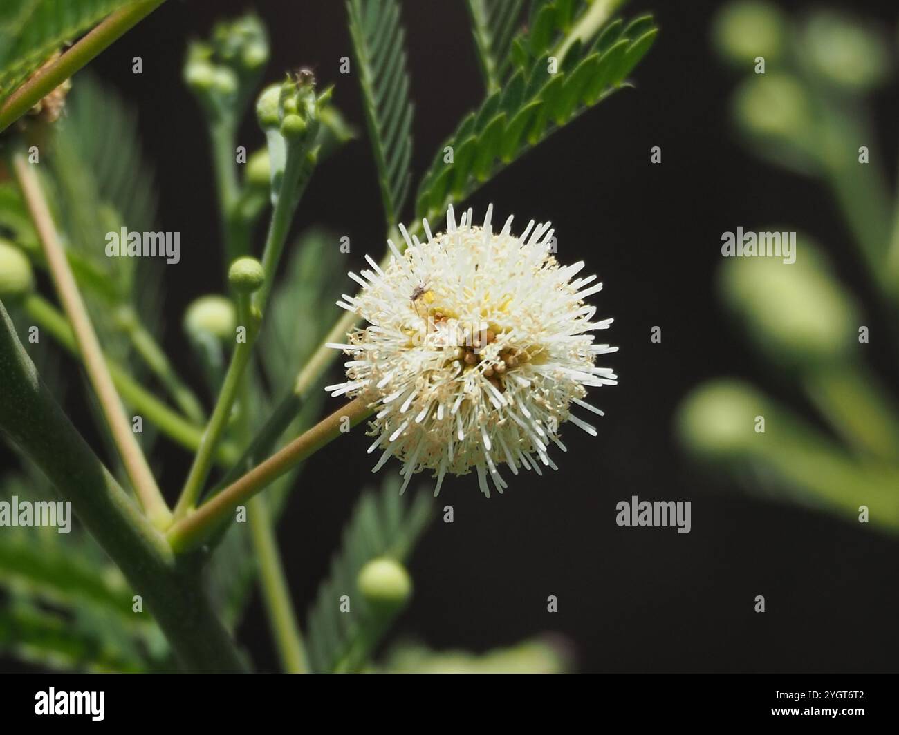 White leadtree (Leucaena leucocephala Stock Photo - Alamy