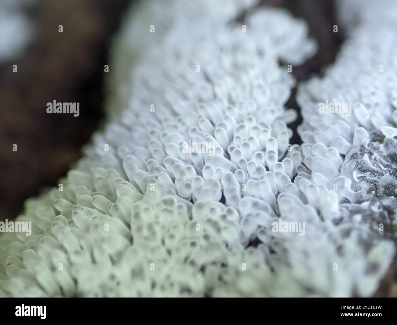 Honeycomb Coral Slime Mold (Ceratiomyxa fruticulosa Stock Photo - Alamy