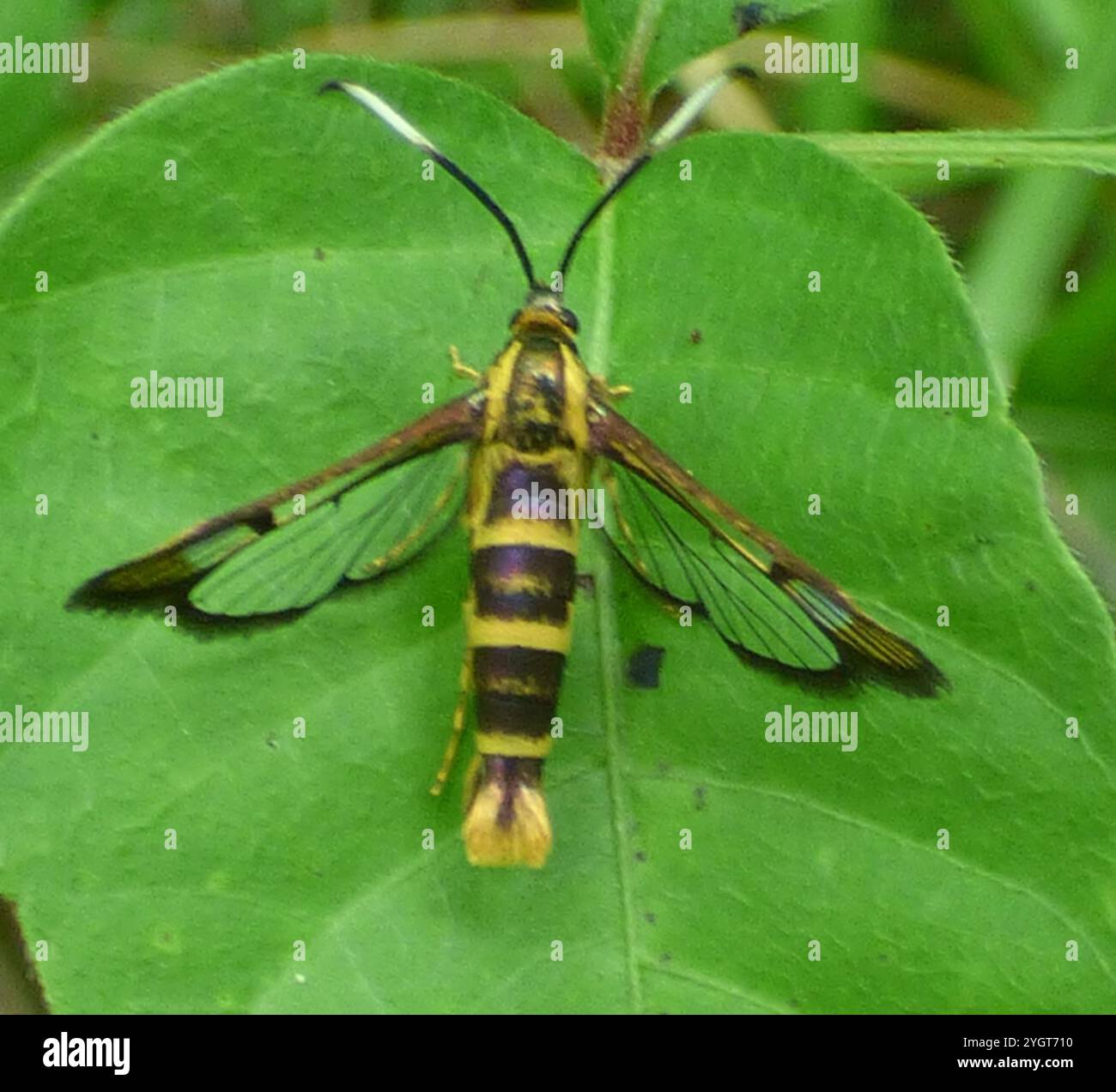 Ironweed Clearwing Moth (Carmenta bassiformis Stock Photo - Alamy