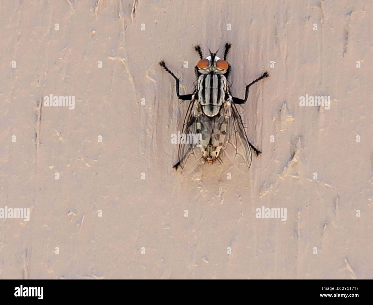 Common Flesh Flies (Sarcophaga Stock Photo - Alamy