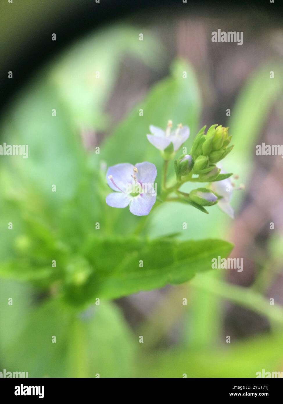 American brooklime hi-res stock photography and images - Alamy