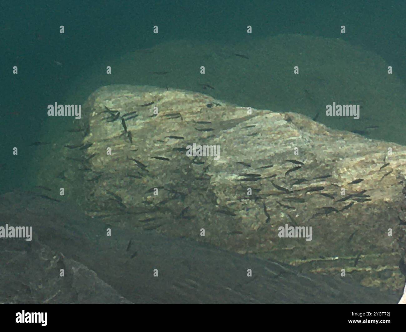 Ray-finned Fishes (Actinopterygii Stock Photo - Alamy