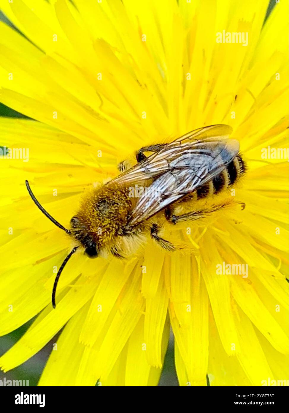 Common Pantaloon Bee (Dasypoda hirtipes Stock Photo - Alamy