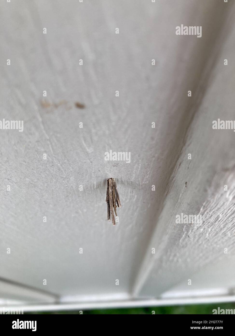 Common Bagworm Moth (Psyche casta Stock Photo - Alamy