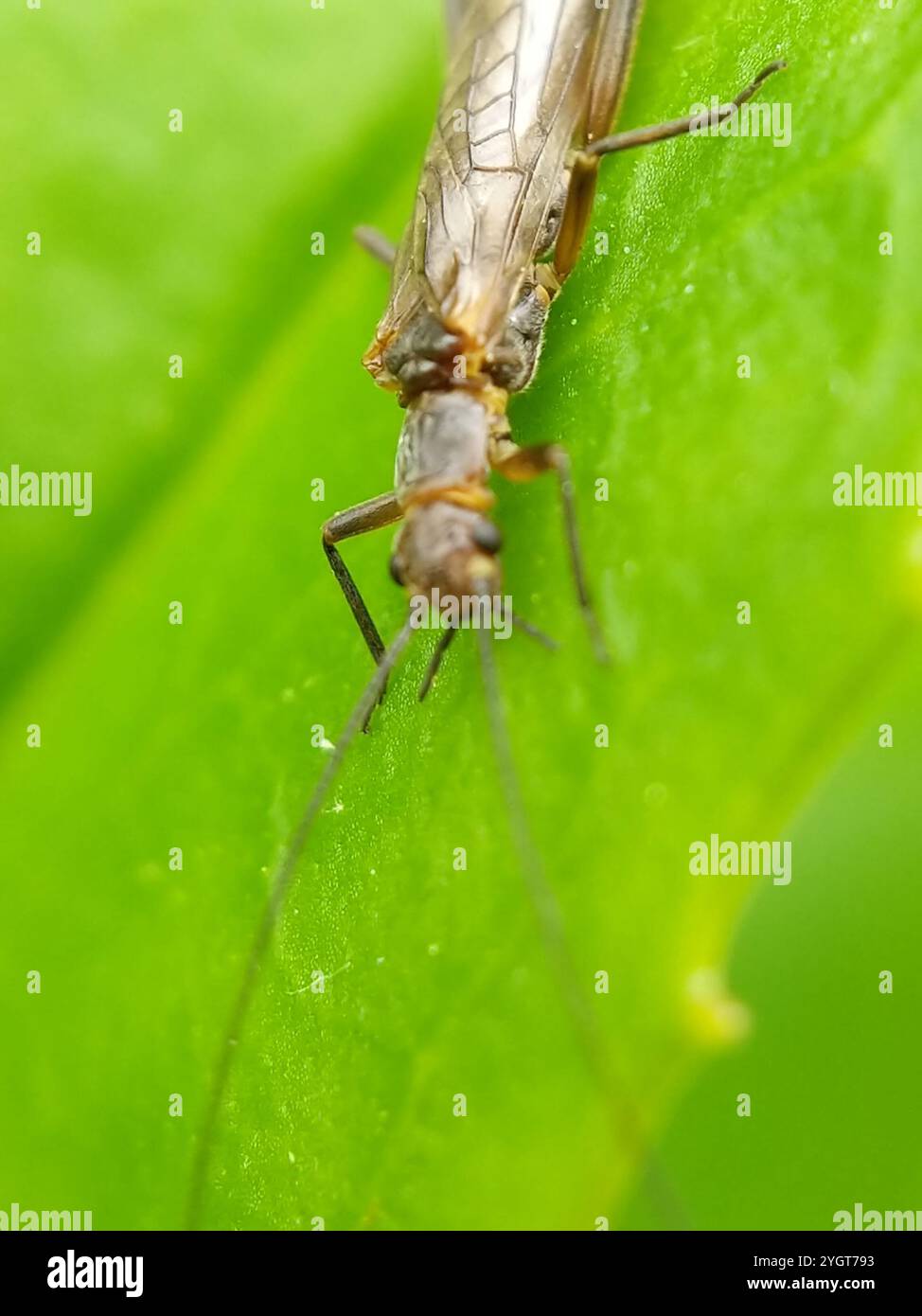 Rolled-winged Stoneflies (Leuctridae Stock Photo - Alamy