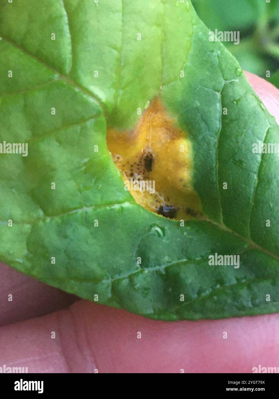 ash rust (Puccinia sparganioidis Stock Photo - Alamy