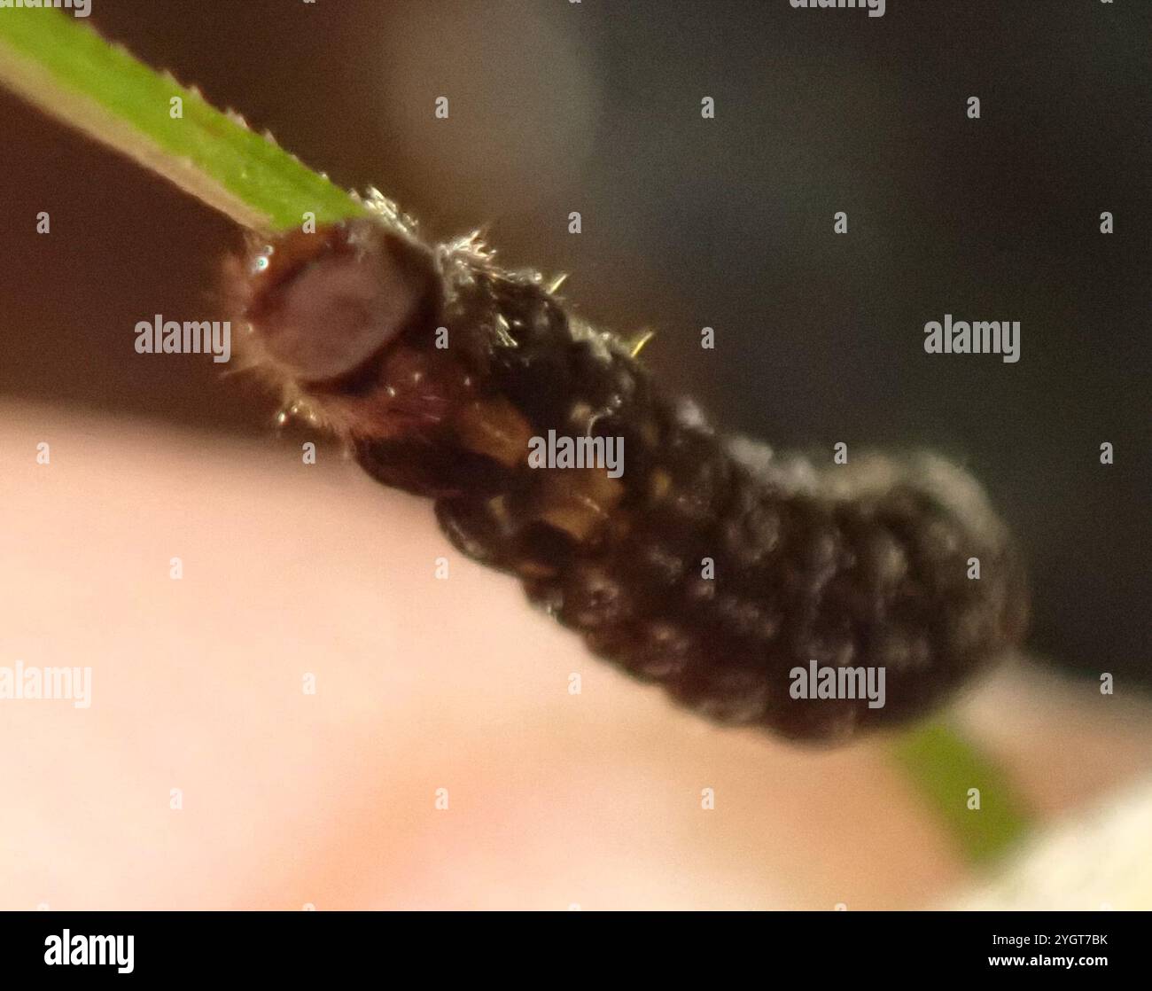 Soldier Beetles (Cantharidae Stock Photo - Alamy
