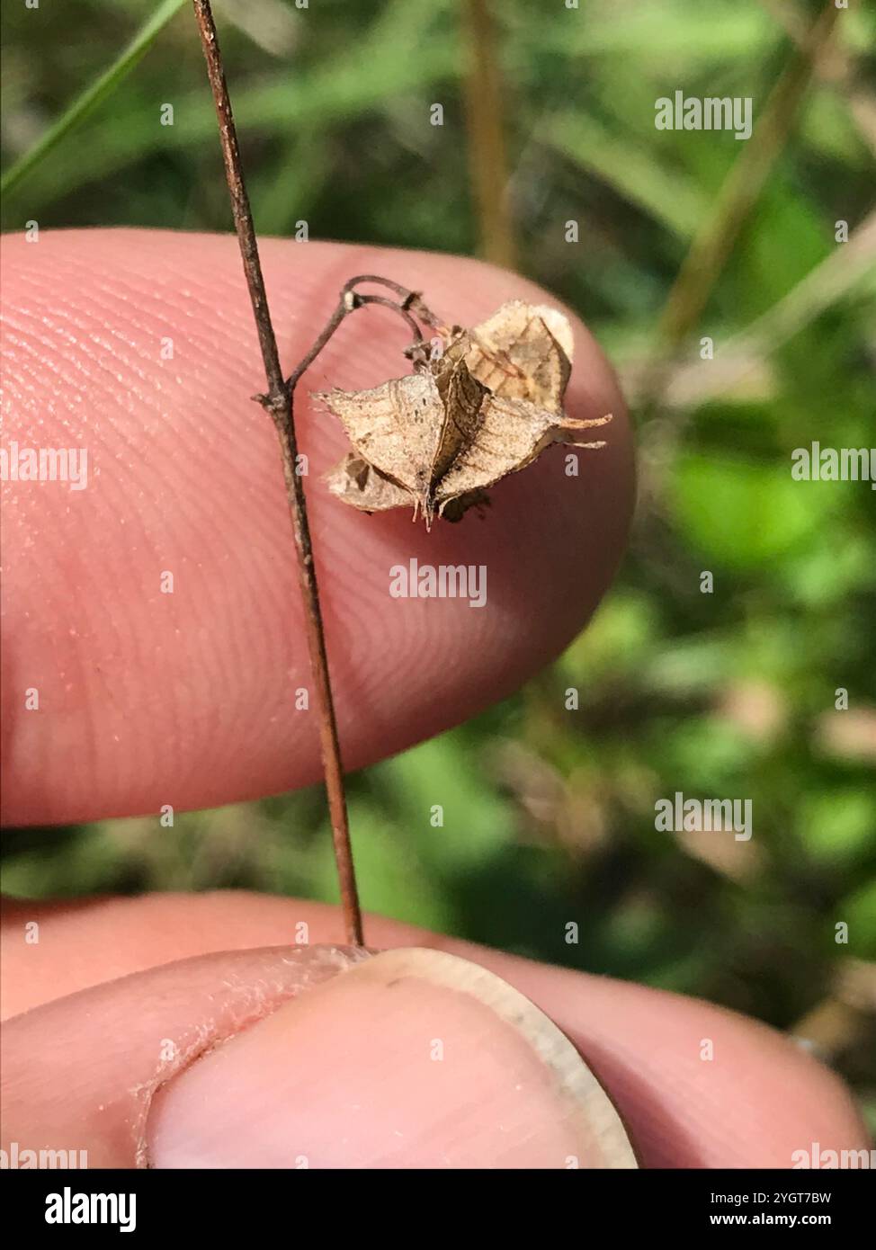 Pyramid Flower (Melochia pyramidata Stock Photo - Alamy