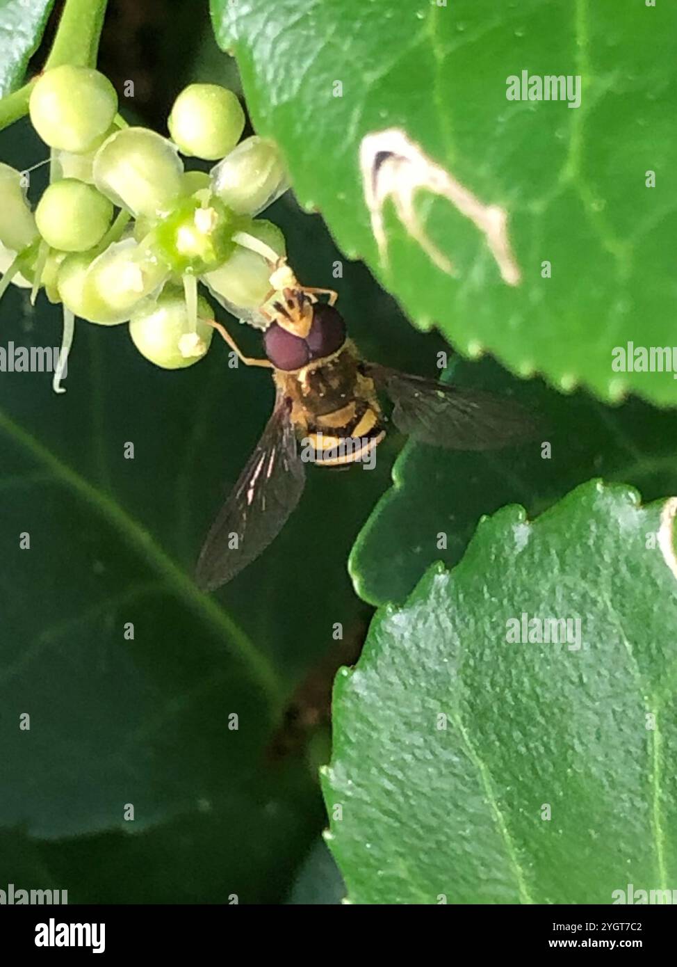 Long-tailed Aphideater Complex (Eupeodes americanus Stock Photo - Alamy