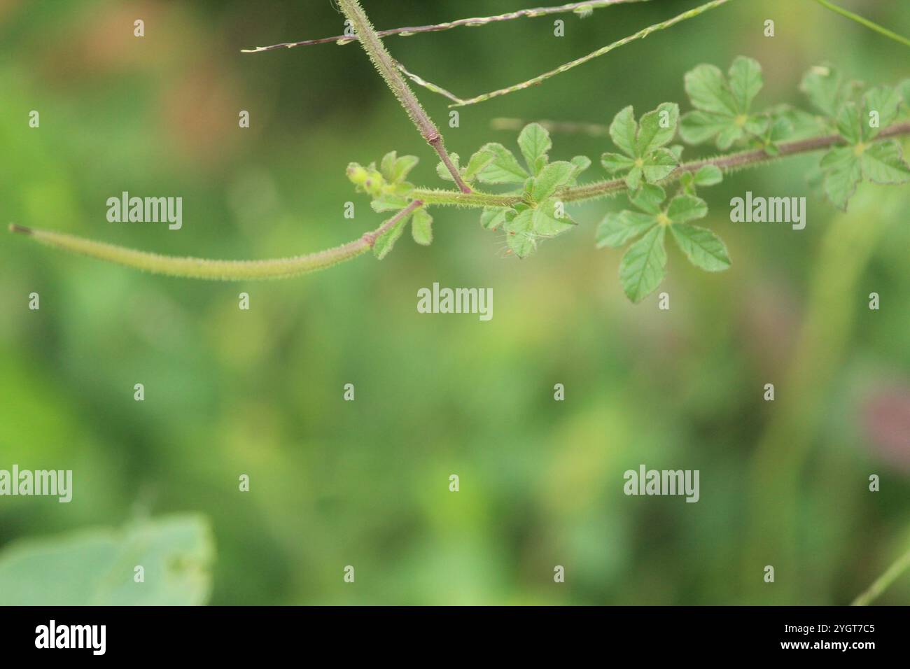 Asian spiderflower (Cleome viscosa Stock Photo - Alamy