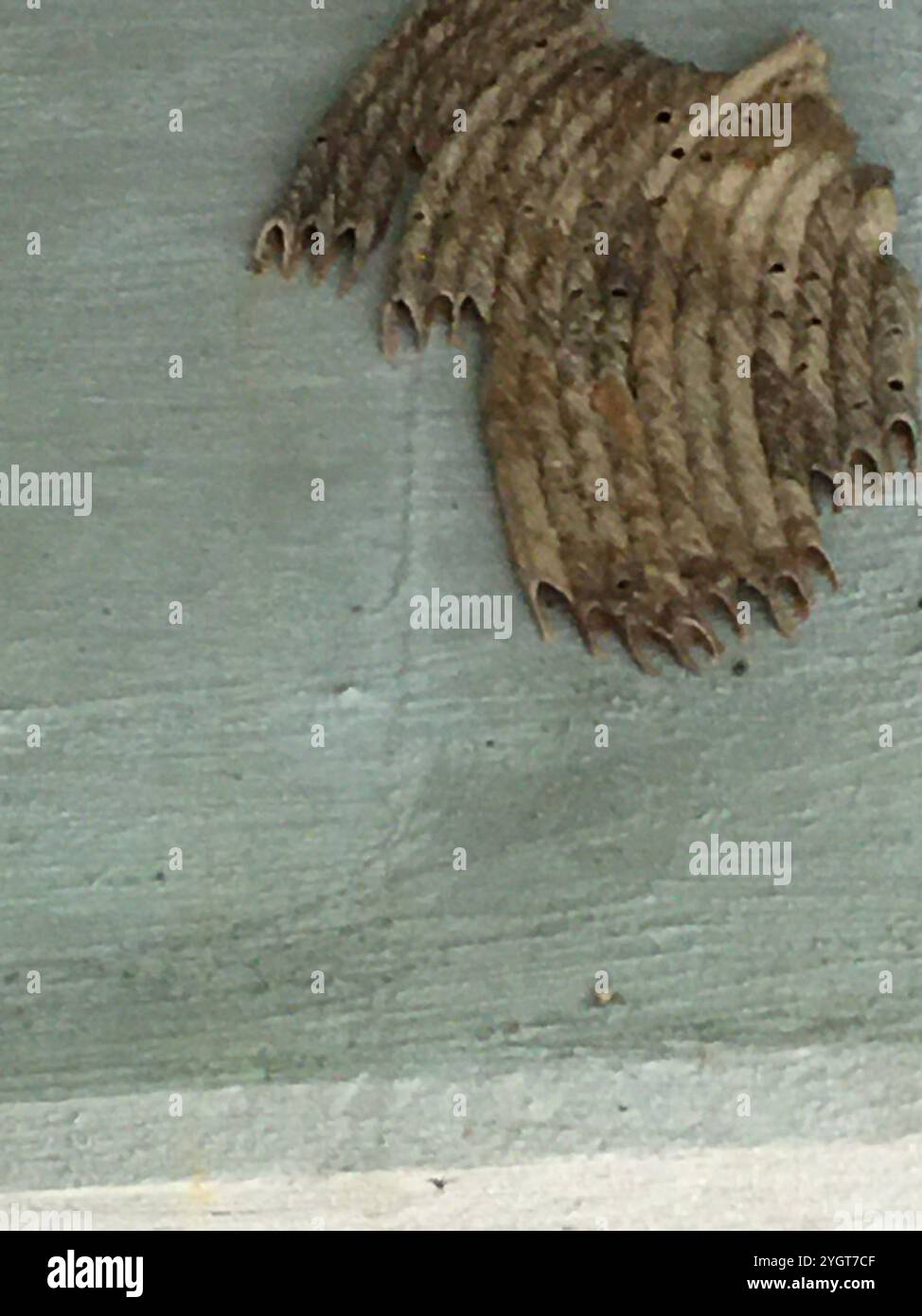 Trypoxylon politum wasp hi-res stock photography and images - Alamy