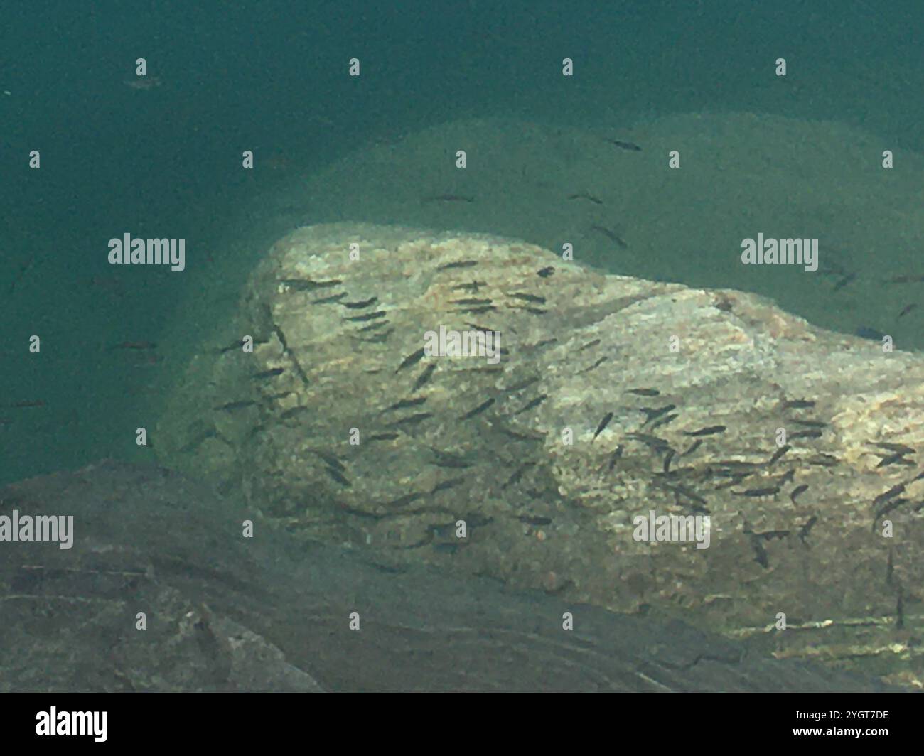 Ray-finned Fishes (Actinopterygii Stock Photo - Alamy