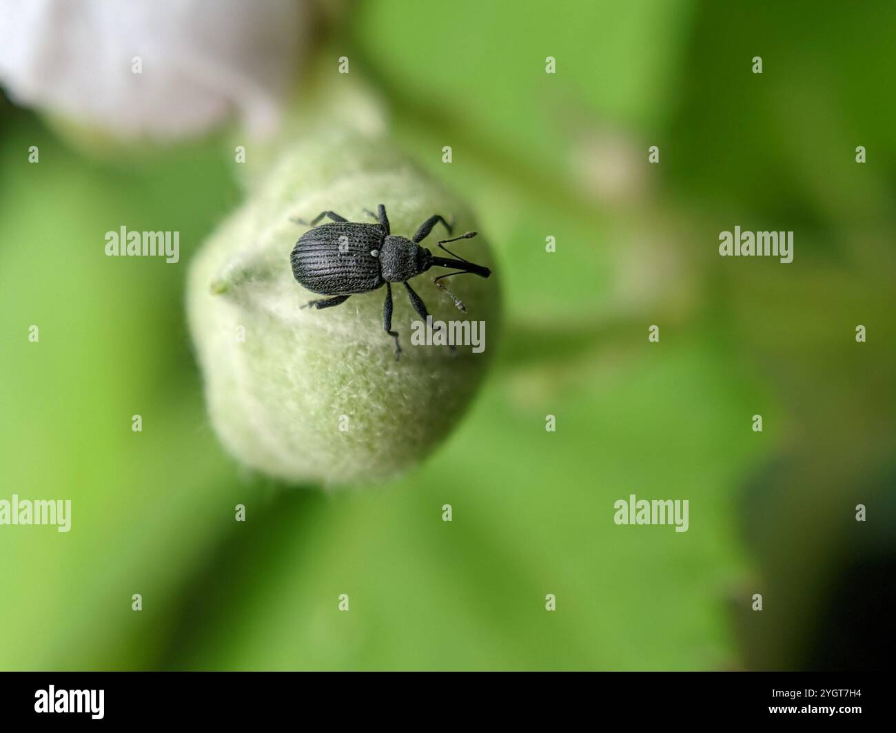 Strawberry blossom weevil (Anthonomus rubi Stock Photo - Alamy