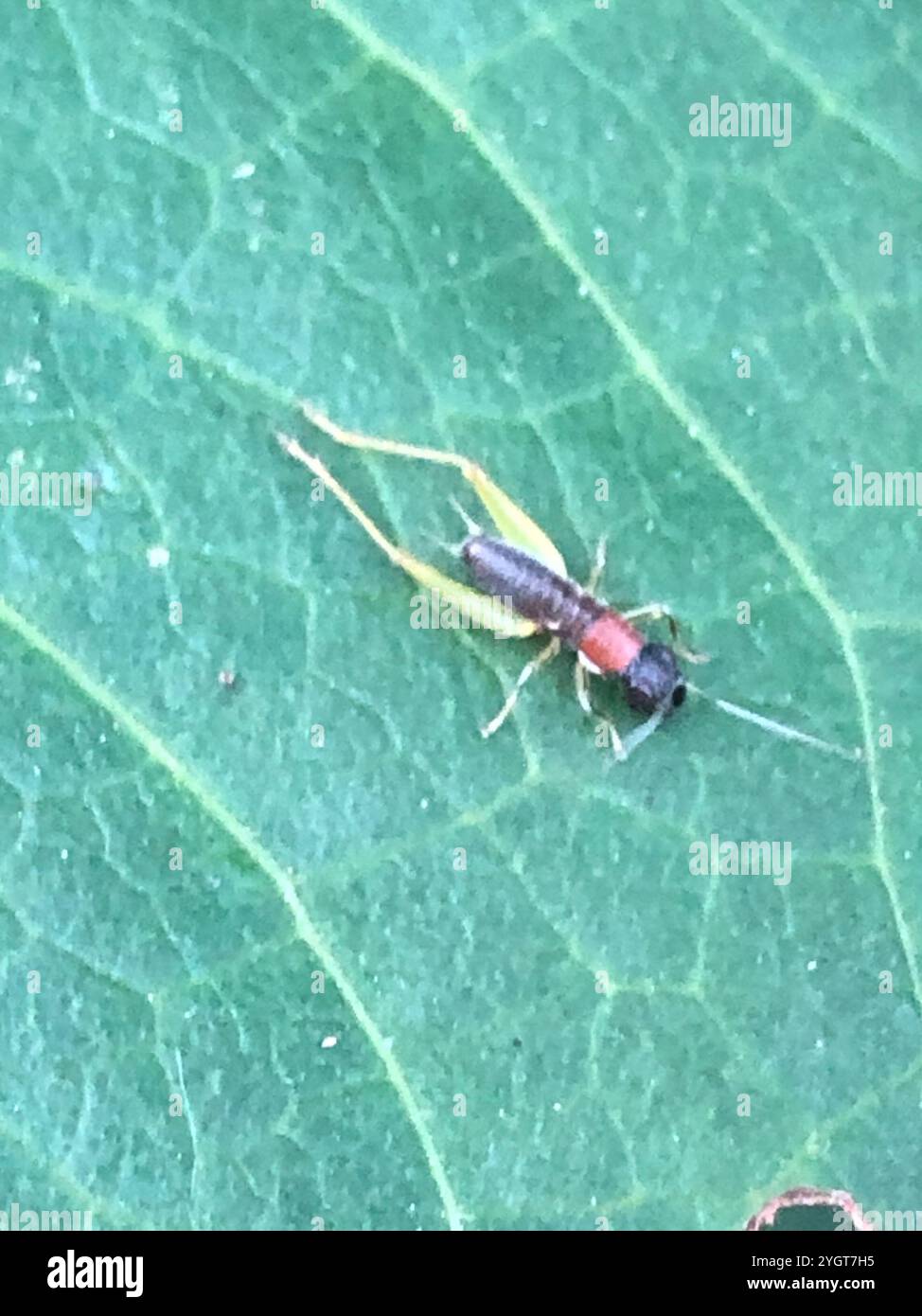 Red headed bush cricket hi-res stock photography and images - Alamy