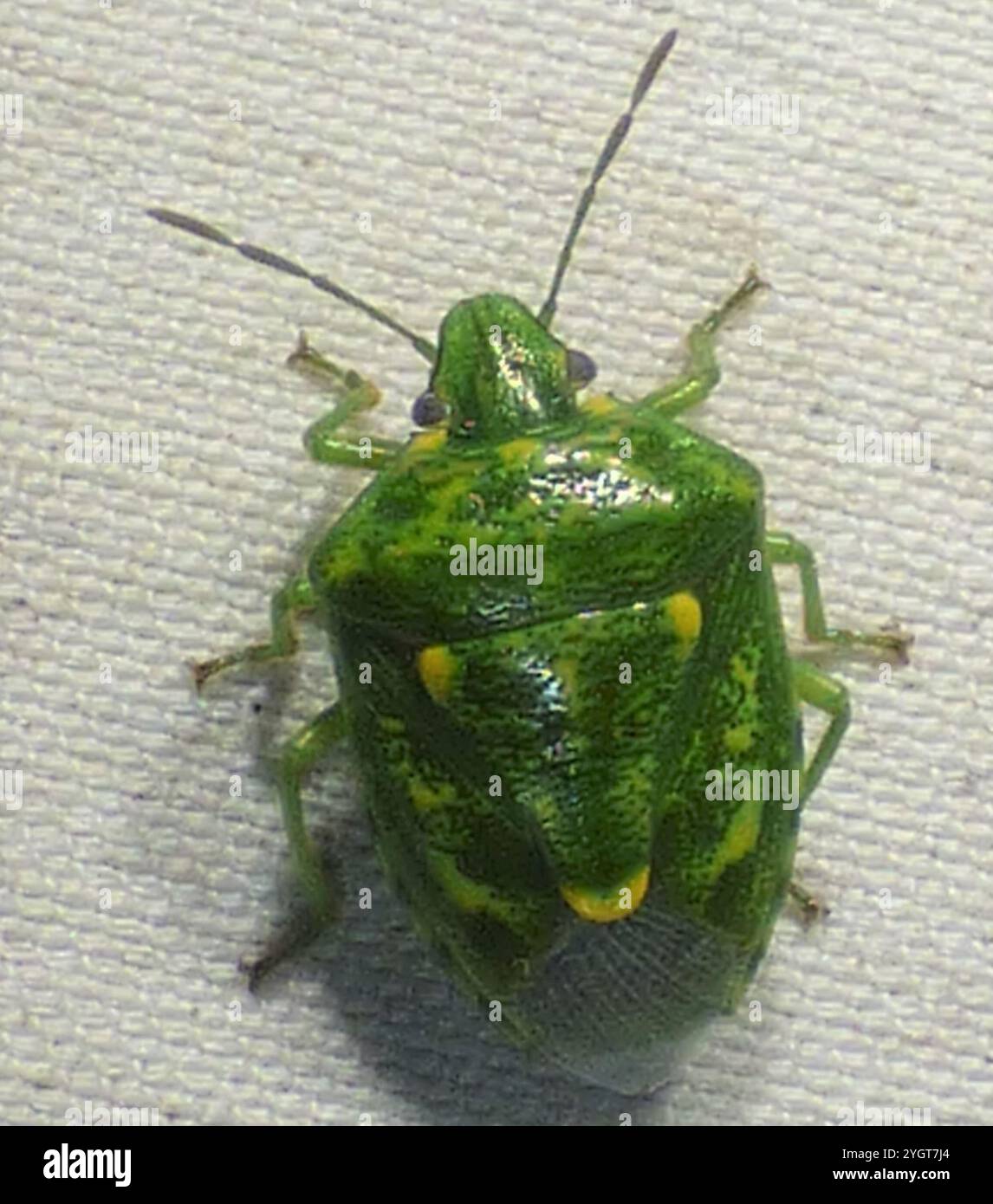 Banasa stink bug hi-res stock photography and images - Alamy