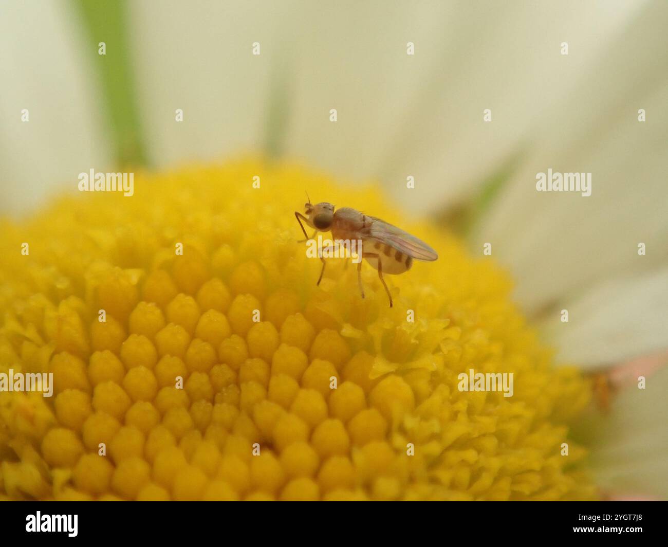 Milichiidae hi-res stock photography and images - Alamy