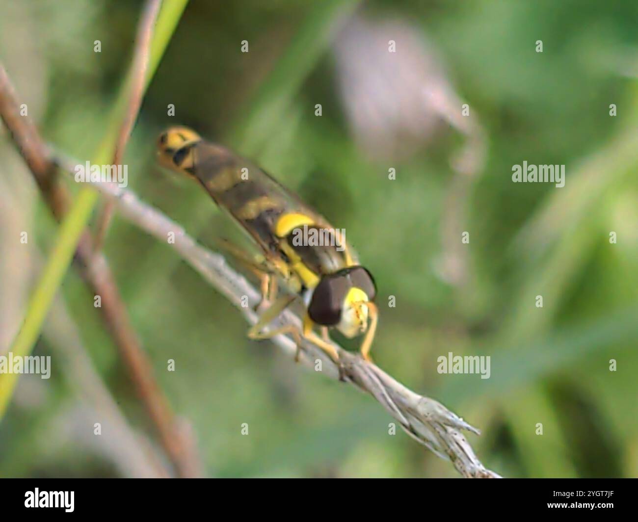 Common Globetail (Sphaerophoria scripta Stock Photo - Alamy
