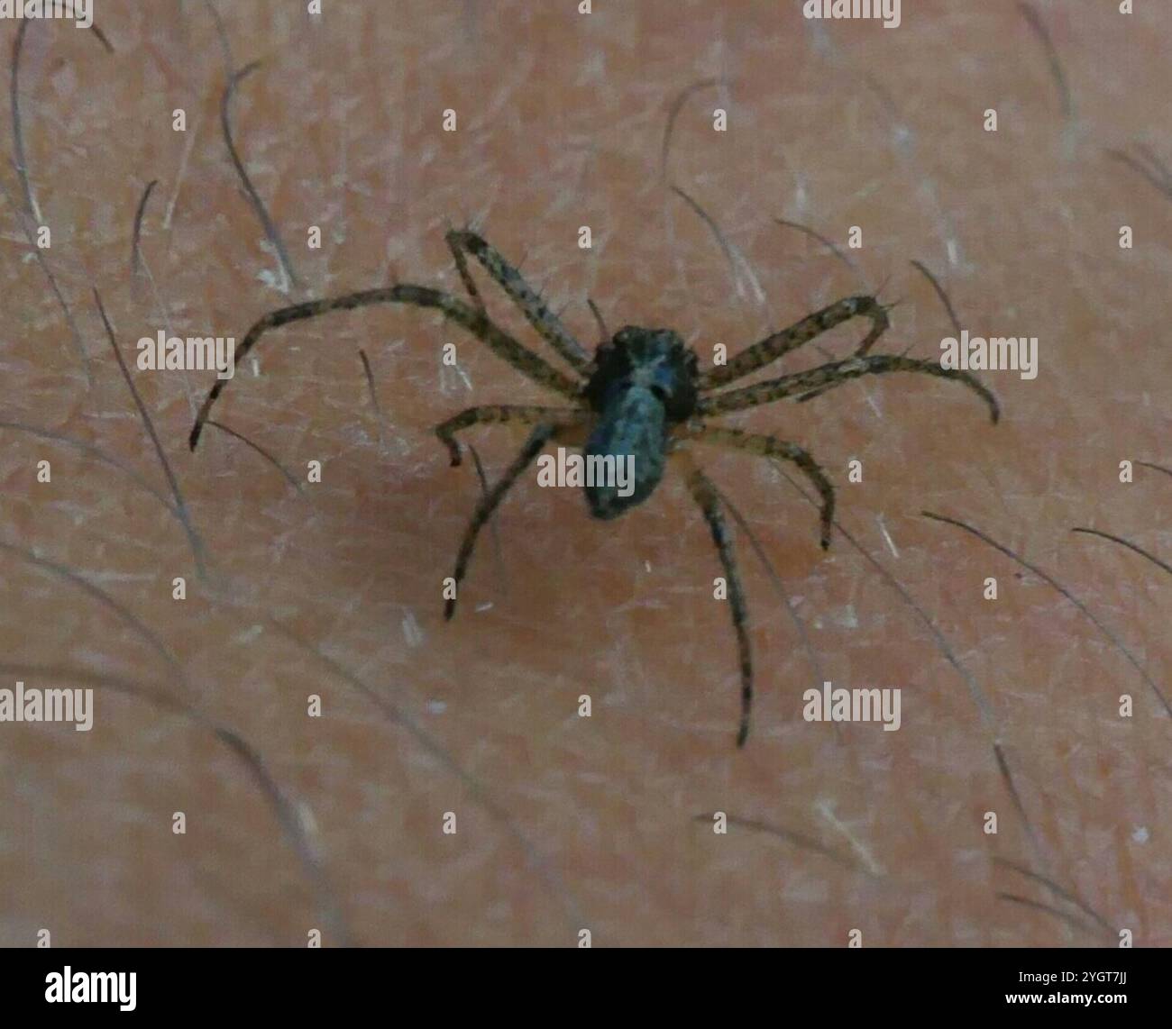 Octopus Spiders (Tmarus Stock Photo - Alamy