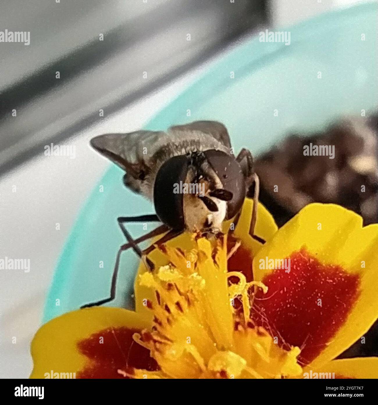 Didea hi-res stock photography and images - Alamy