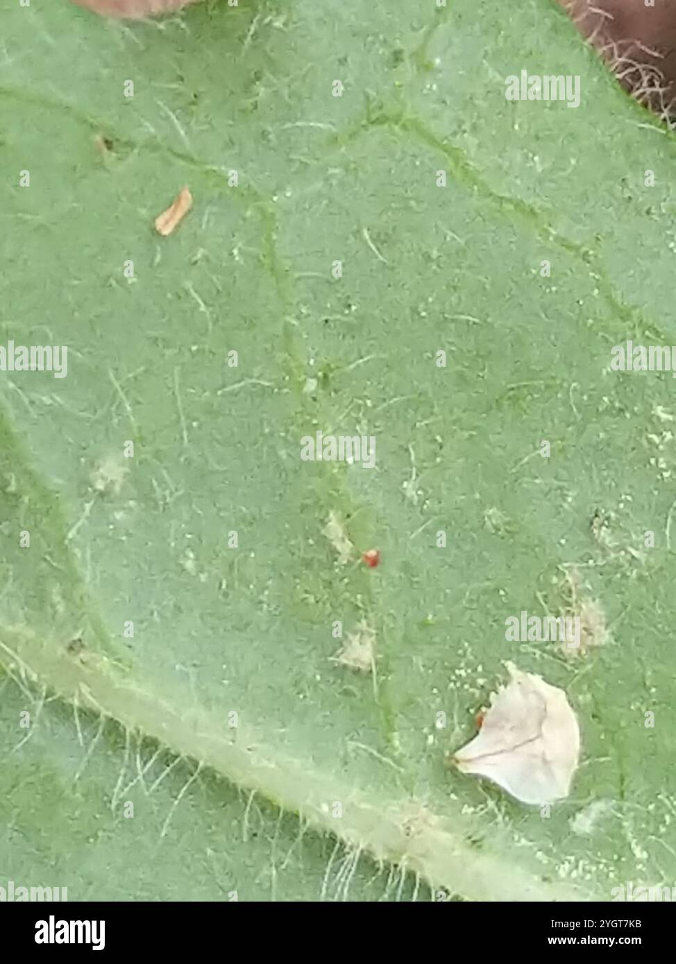 Wall hawkweed (Hieracium murorum Stock Photo - Alamy