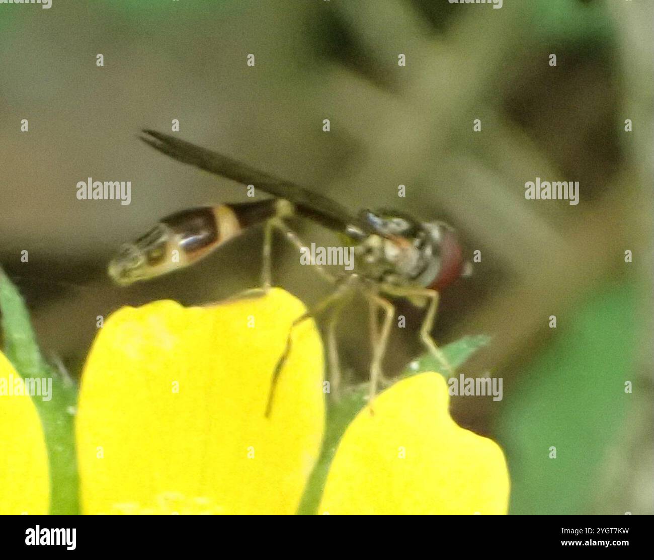 Common Dainty (Baccha elongata Stock Photo - Alamy