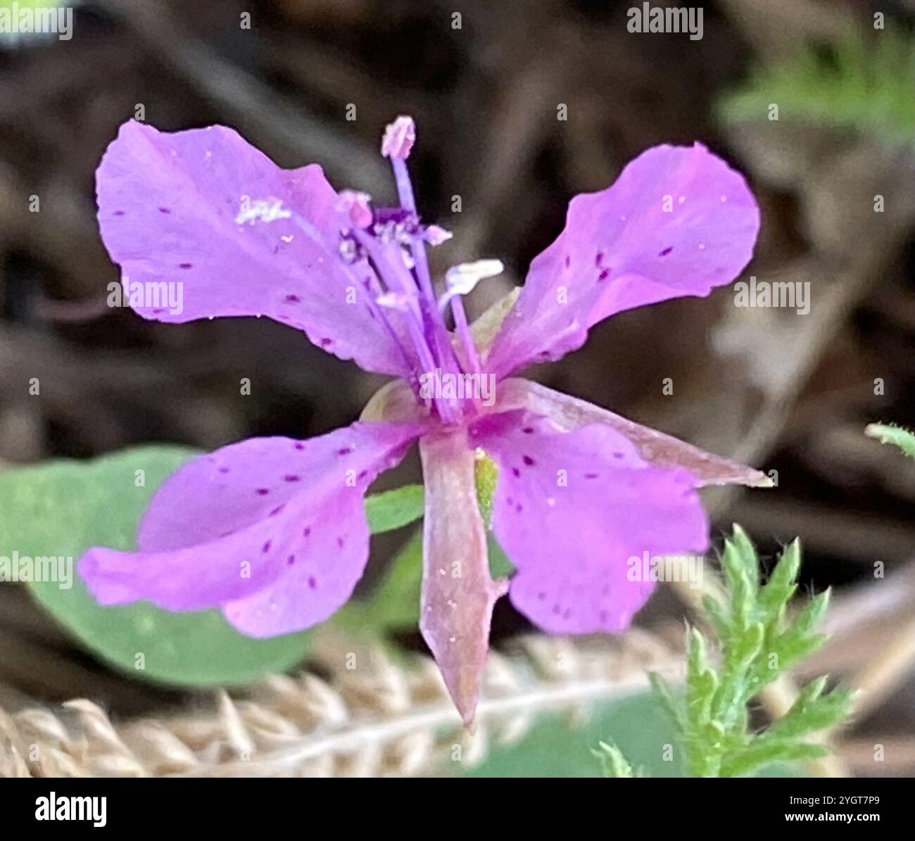 Clarkia rhomboidea hi-res stock photography and images - Alamy