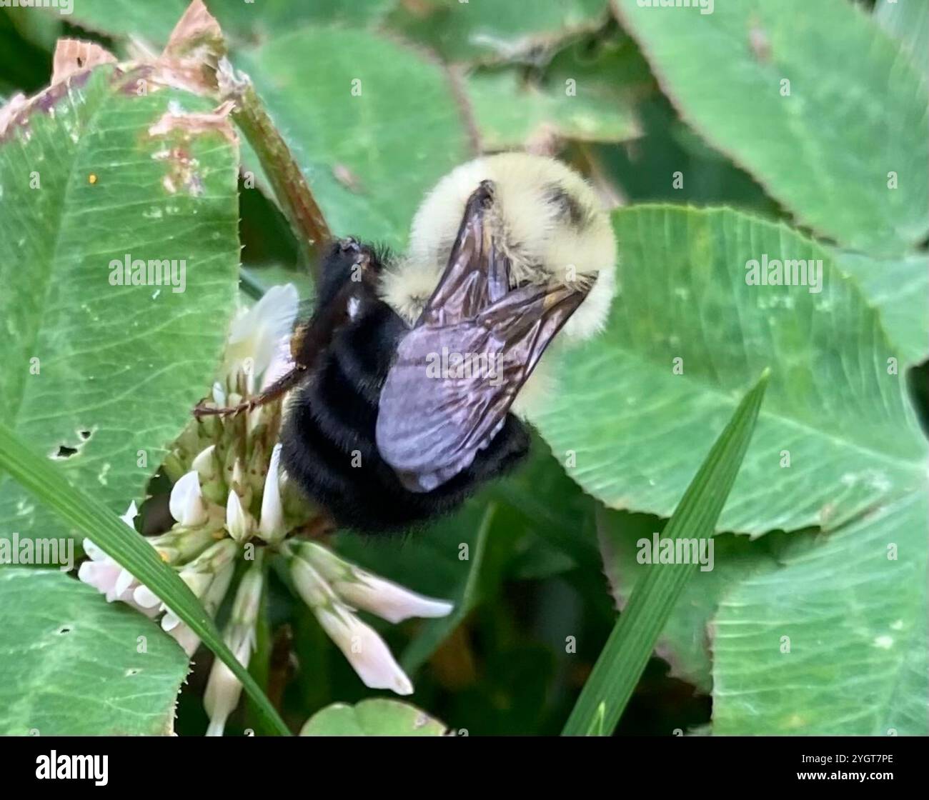 Bombus bimaculatus hi-res stock photography and images - Alamy