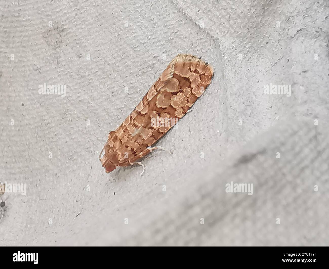 Orange Pine Tortrix (Lozotaeniodes formosana Stock Photo - Alamy