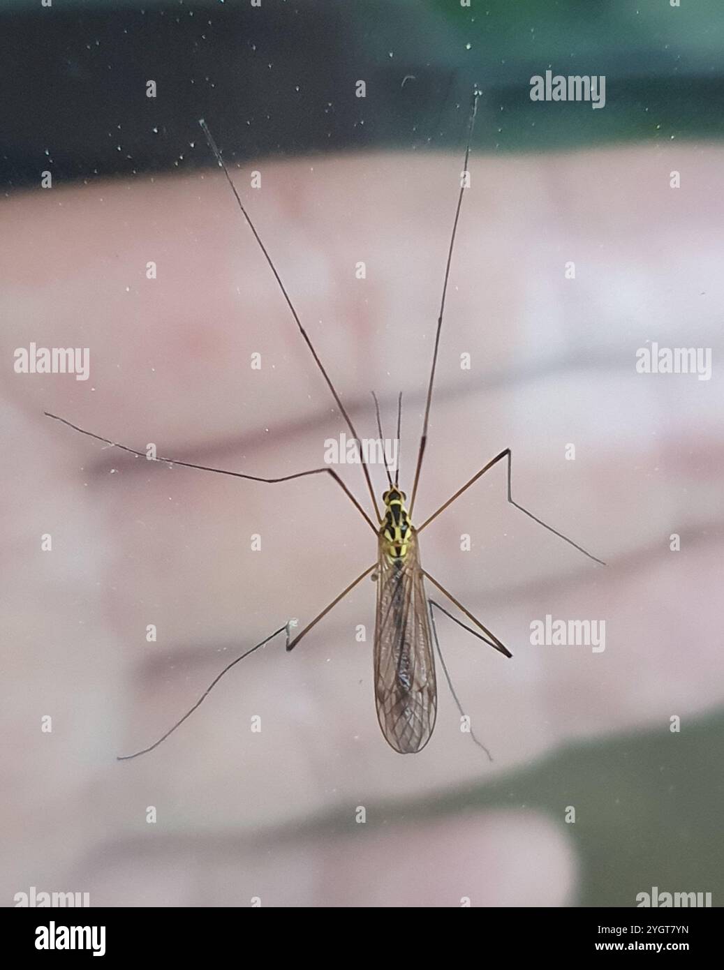 Typical Crane Flies (Tipuloidea Stock Photo - Alamy