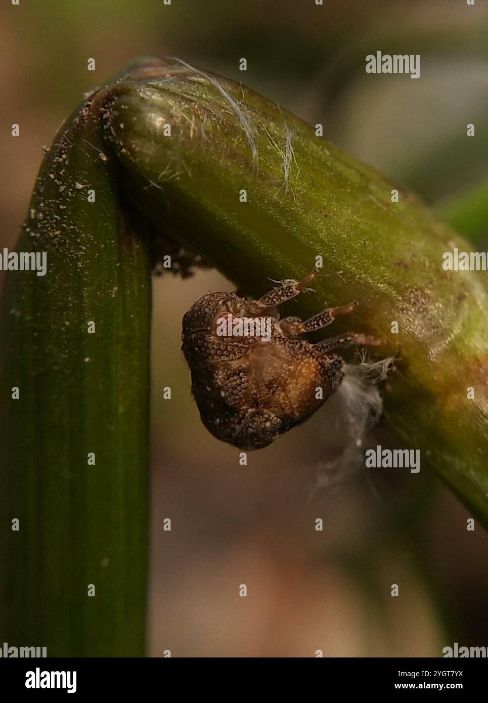 Two-striped Planthopper (Acanalonia bivittata Stock Photo - Alamy