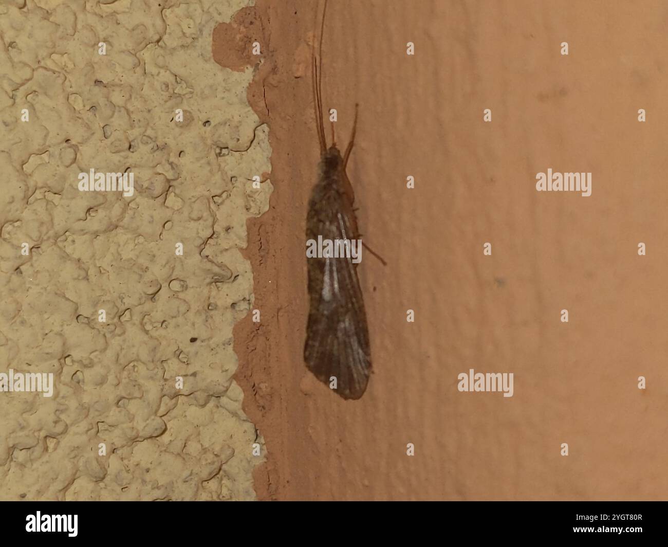 Hydropsyche hi-res stock photography and images - Alamy