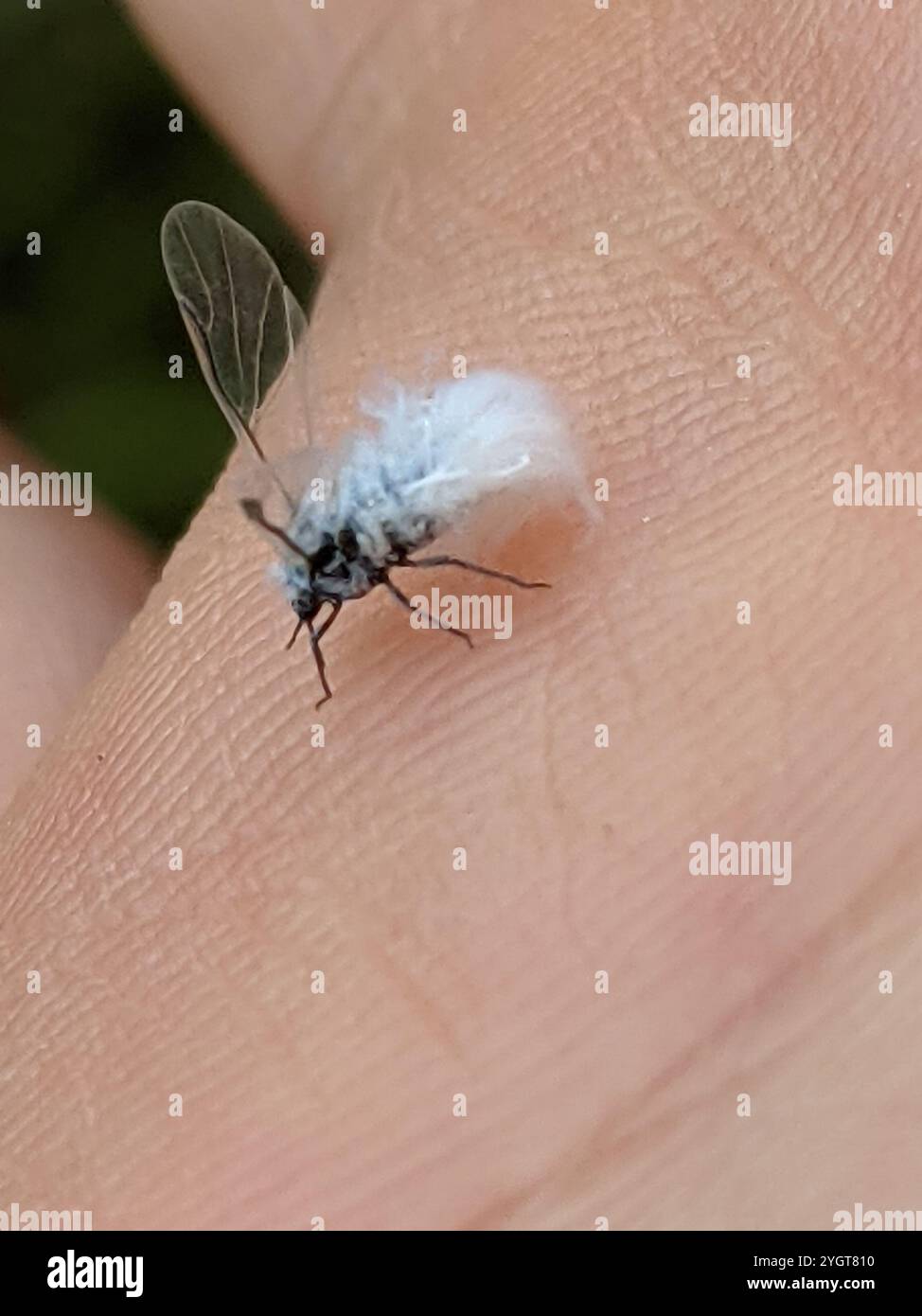Woolly Aphids (Prociphilus Stock Photo - Alamy