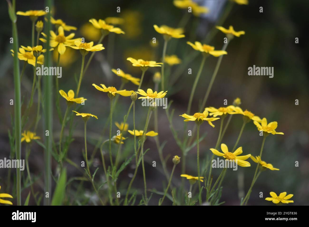 common woolly sunflower (Eriophyllum lanatum Stock Photo - Alamy