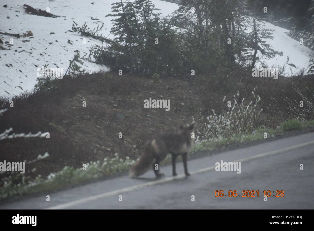 Cascade Red Fox (Vulpes vulpes cascadensis Stock Photo - Alamy
