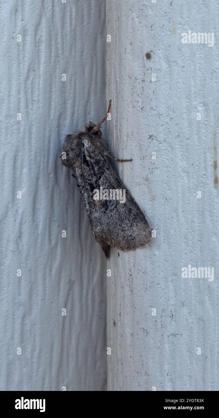 Disparaged Arches Moth (Orthodes detracta Stock Photo - Alamy