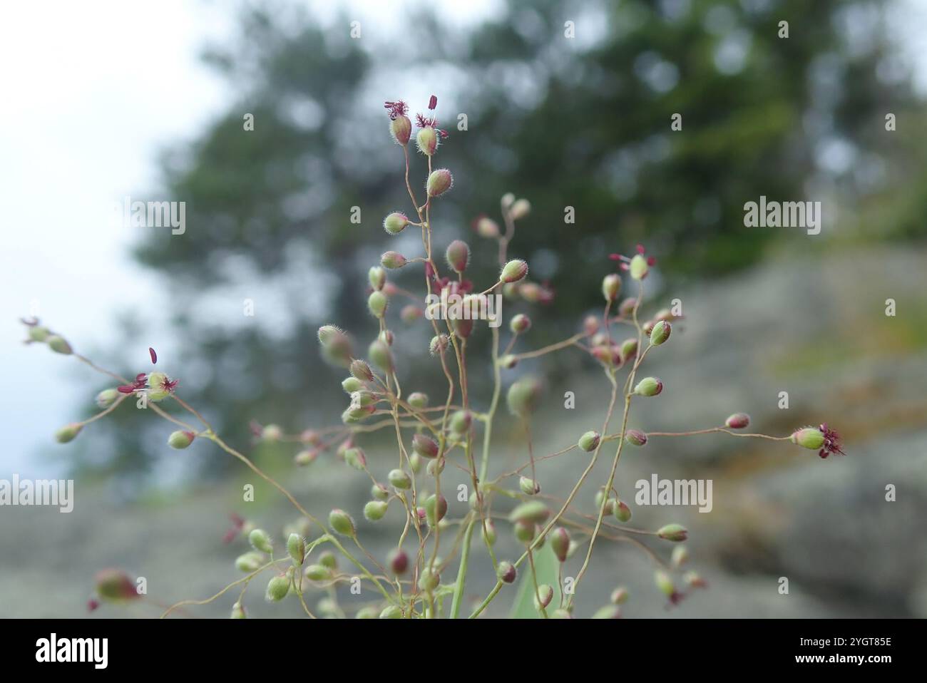hairy rosette-panicgrass (Dichanthelium acuminatum Stock Photo - Alamy