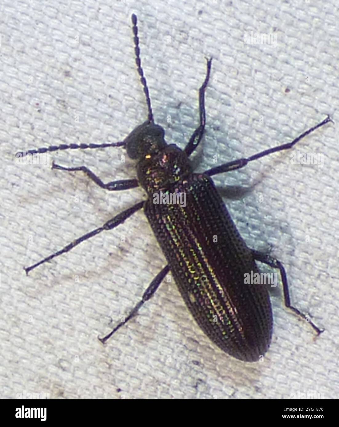 Strongylium hi-res stock photography and images - Alamy