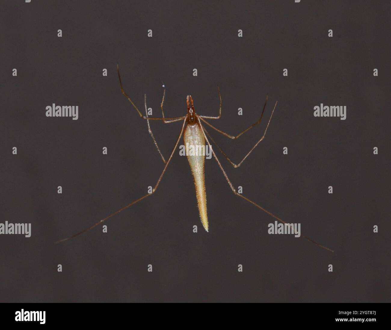 Stretched Thief Spiders (Rhomphaea Stock Photo - Alamy