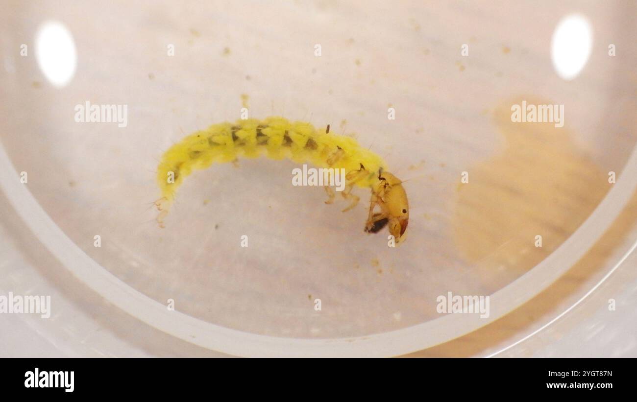 Little Black Caddisflies (Chimarra Stock Photo - Alamy