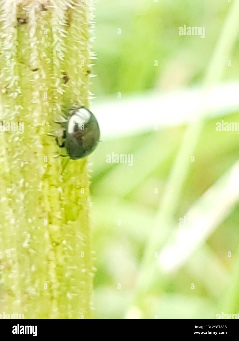 Water, Rove, Scarab, Long-horned, Leaf, and Snout Beetles (Polyphaga ...