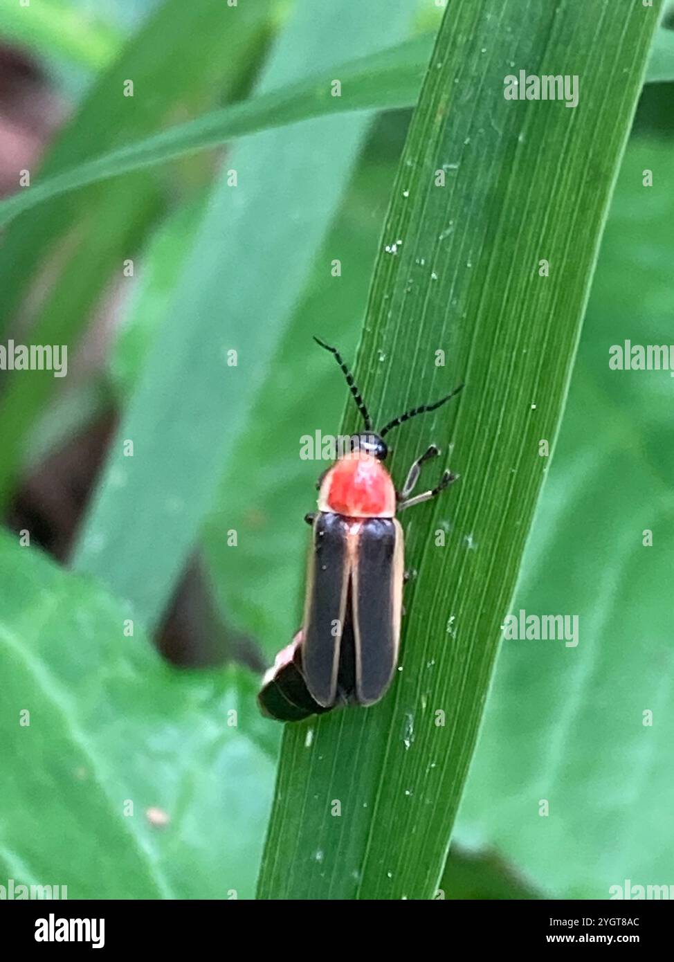 Photinus pyralis hi-res stock photography and images - Alamy