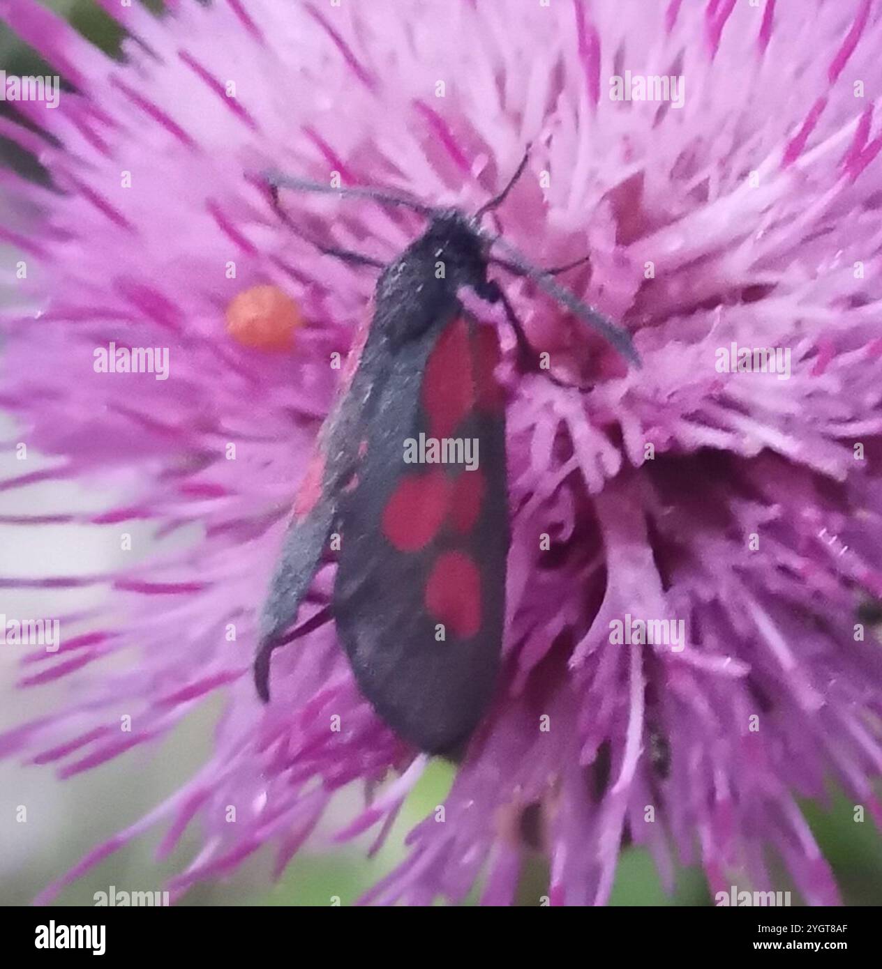 New Forest Burnet (Zygaena viciae Stock Photo - Alamy