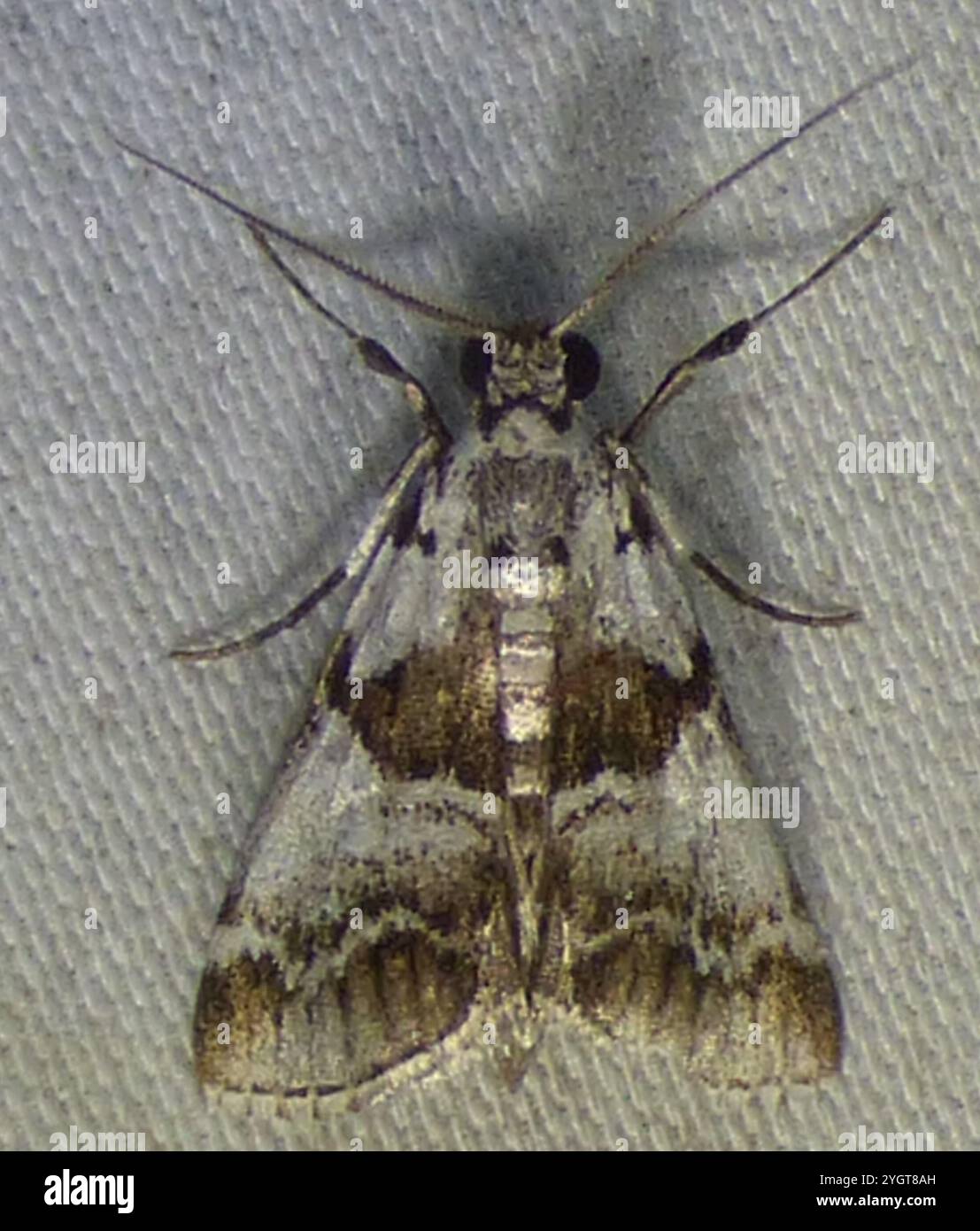 Tallula hi-res stock photography and images - Alamy