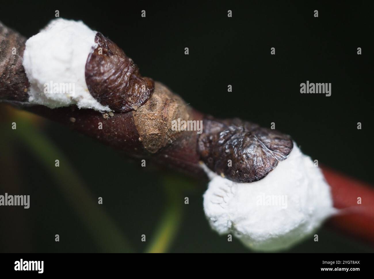 Cottony Maple Scale (Neopulvinaria innumerabilis Stock Photo - Alamy