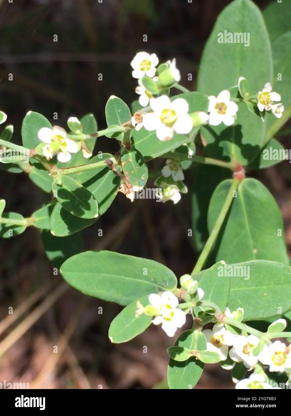 flowering spurge (Euphorbia corollata Stock Photo - Alamy