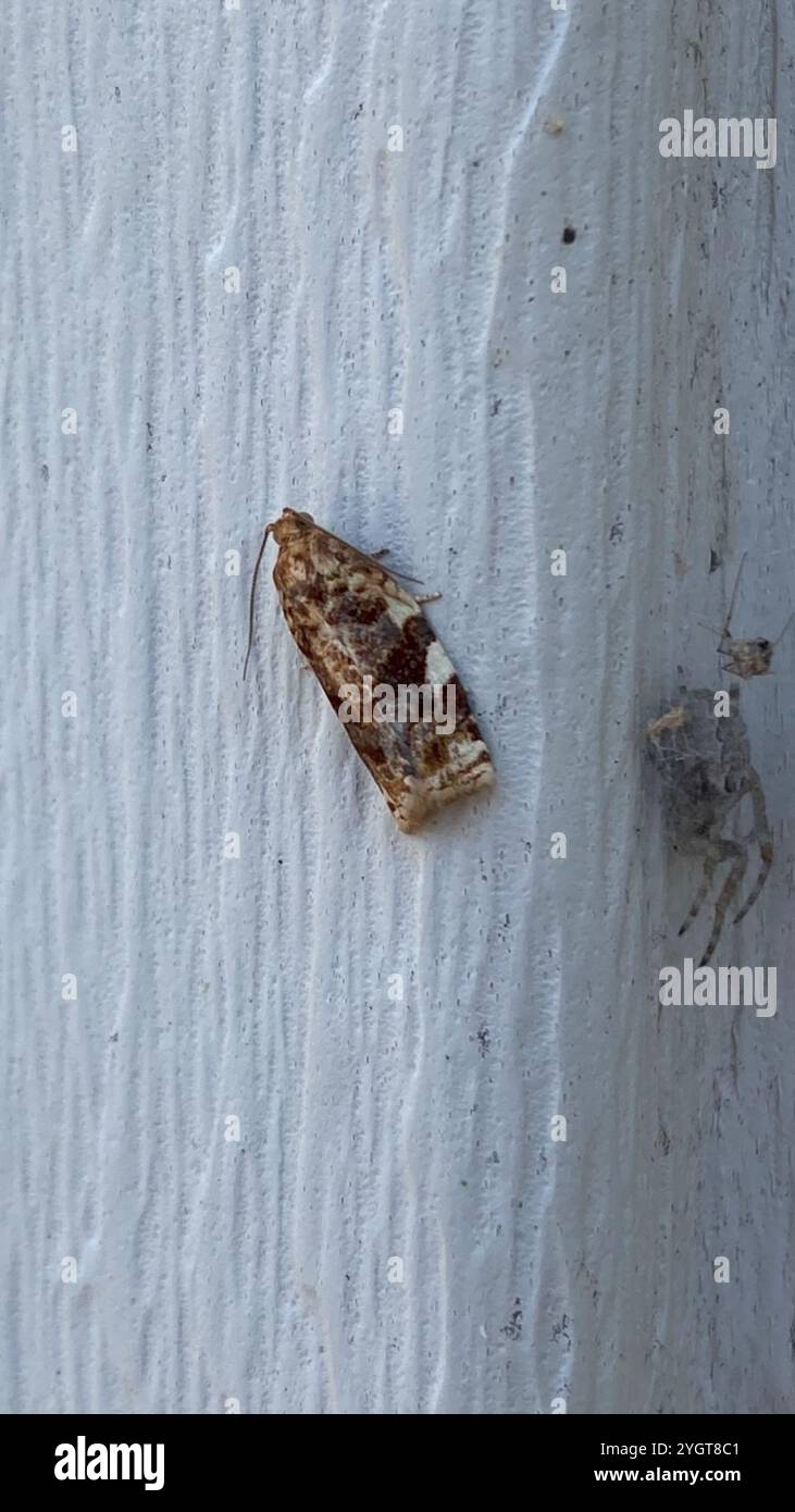Fruit-tree Leafroller Moth (Archips argyrospila Stock Photo - Alamy