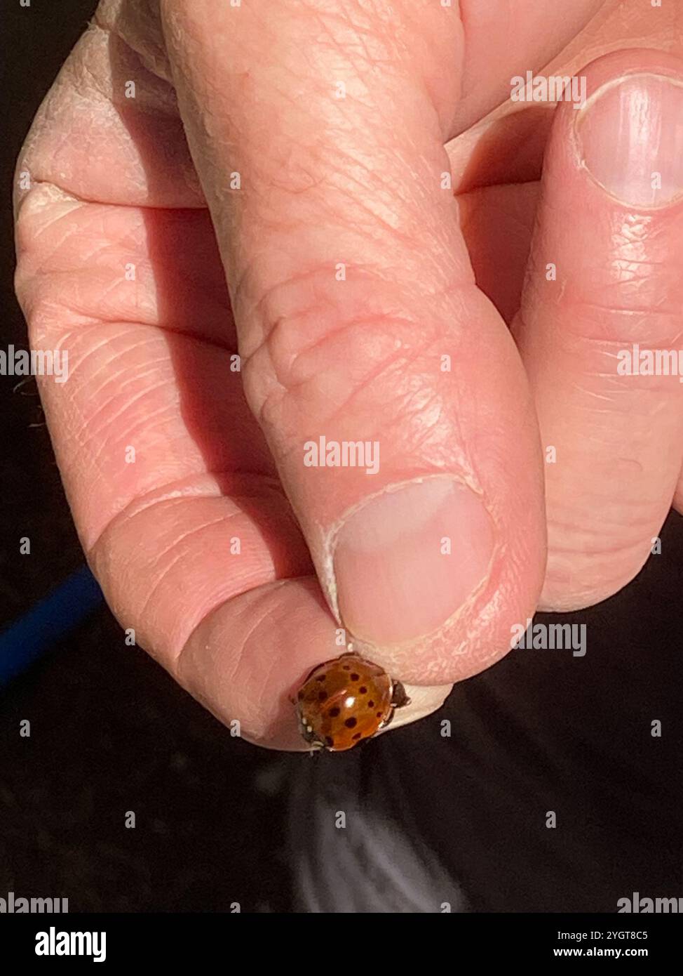 Flying Saucer Lady Beetle (Anatis rathvoni Stock Photo - Alamy